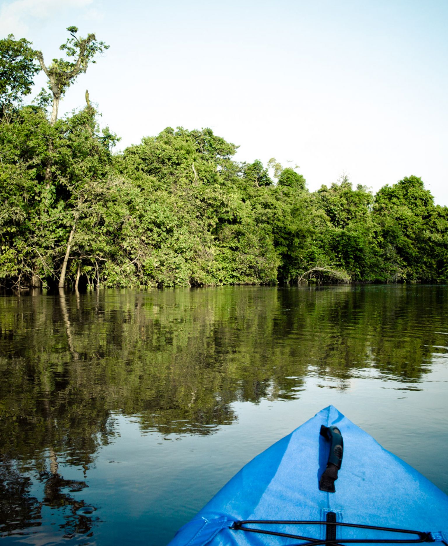 Episode 3: canoeing in the mangrove swamp of Douala | Bérenger Zyla ...